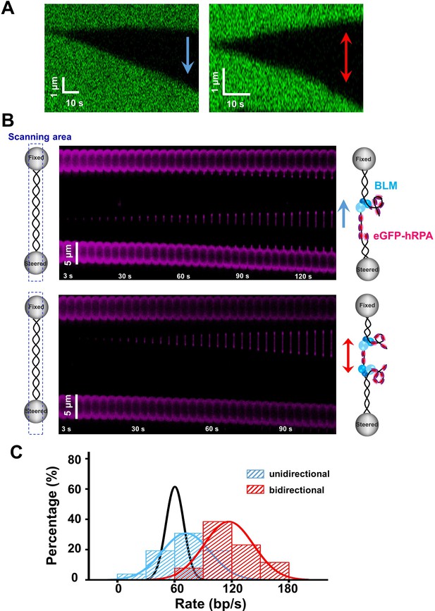 Figures and data in Human RPA activates BLM’s bidirectional DNA ... Figures and data in Human RPA activates BLM’s bidirectional DNA ...