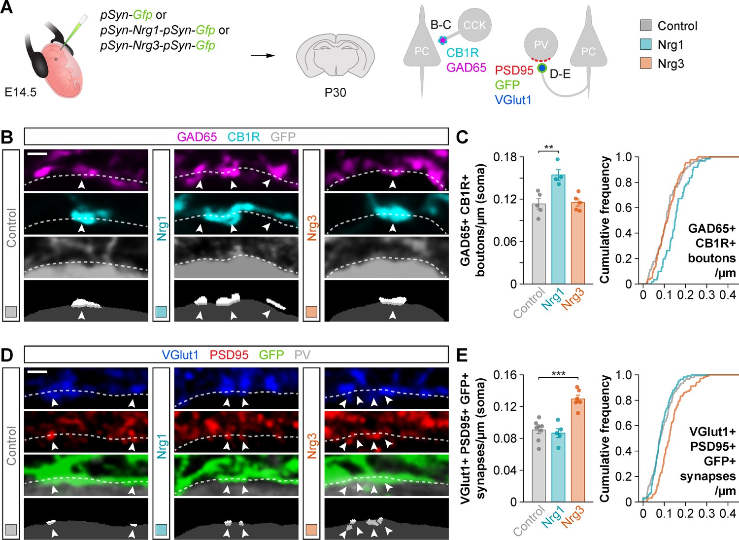 Subcellular Sorting Of Neuregulins Controls The Assembly Of Excitatory
