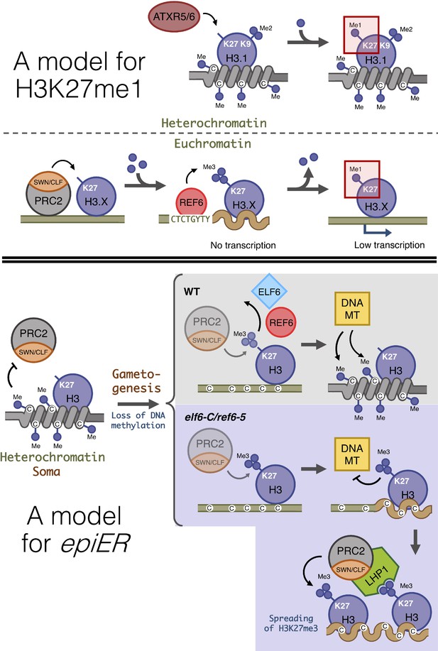 A New Role For Histone Demethylases In The Maintenance Of Plant Genome Integrity Elife