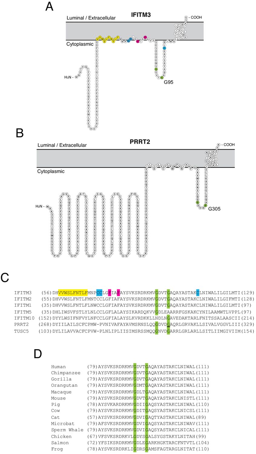 Homology-guided identification of a conserved motif linking the antiviral functions of IFITM3 to ...