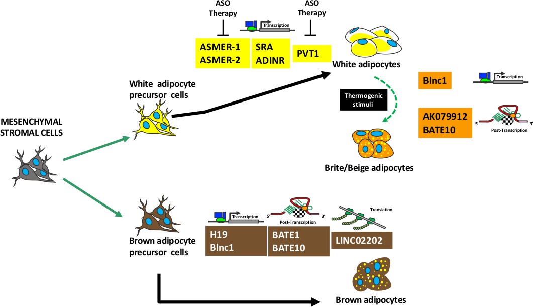 Figures And Data In Long Non Coding Rnas In Regulation Of Adipogenesis