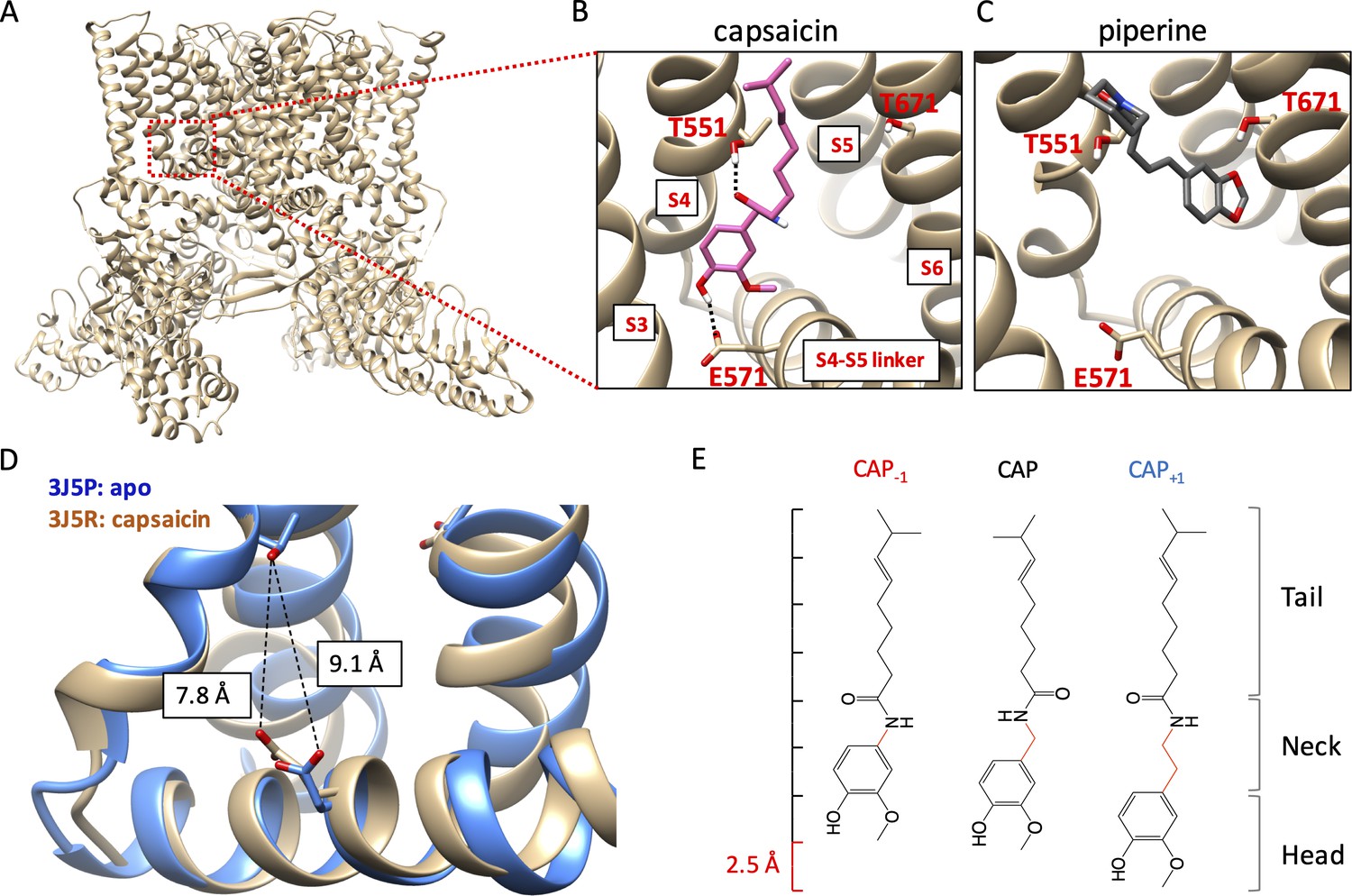 New Capsaicin Analogs As Molecular Rulers To Define The Permissive