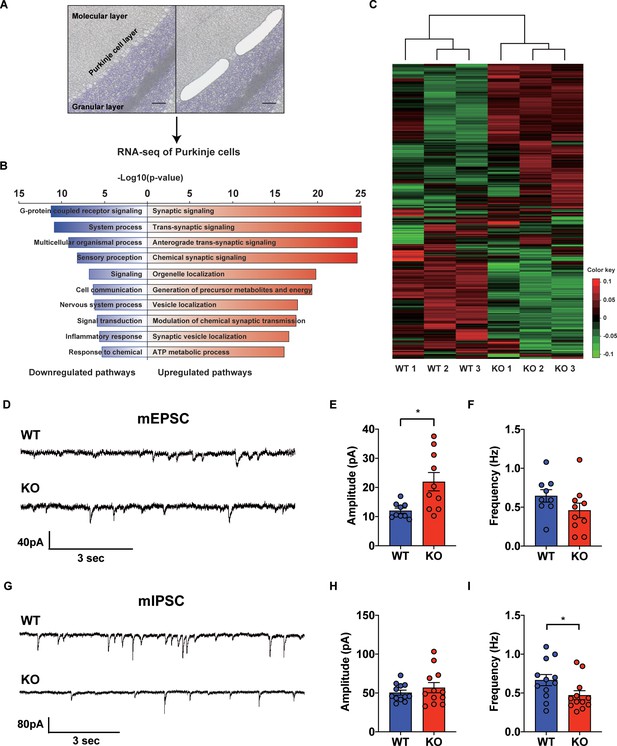 Figures And Data In Ablation Of Stat3 In Purkinje Cells Reorganizes