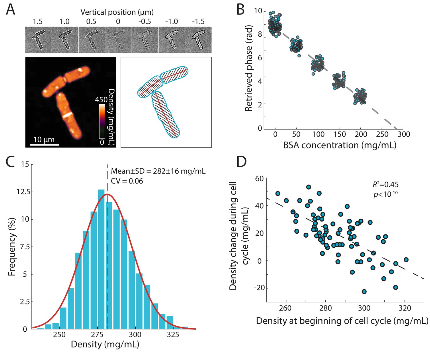 Variations Of Intracellular Density During The Cell Cycle Arise From