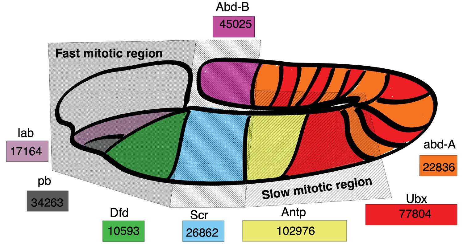 Figures And Data In Control Of Tissue Development And Cell Diversity By