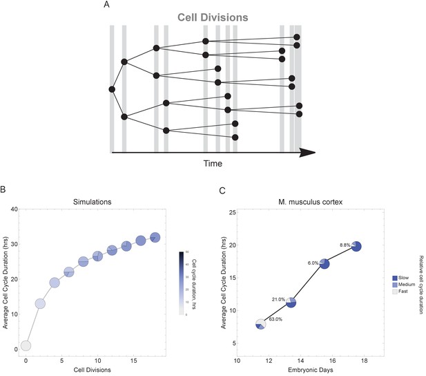 Control Of Tissue Development And Cell Diversity By Cell Cycle