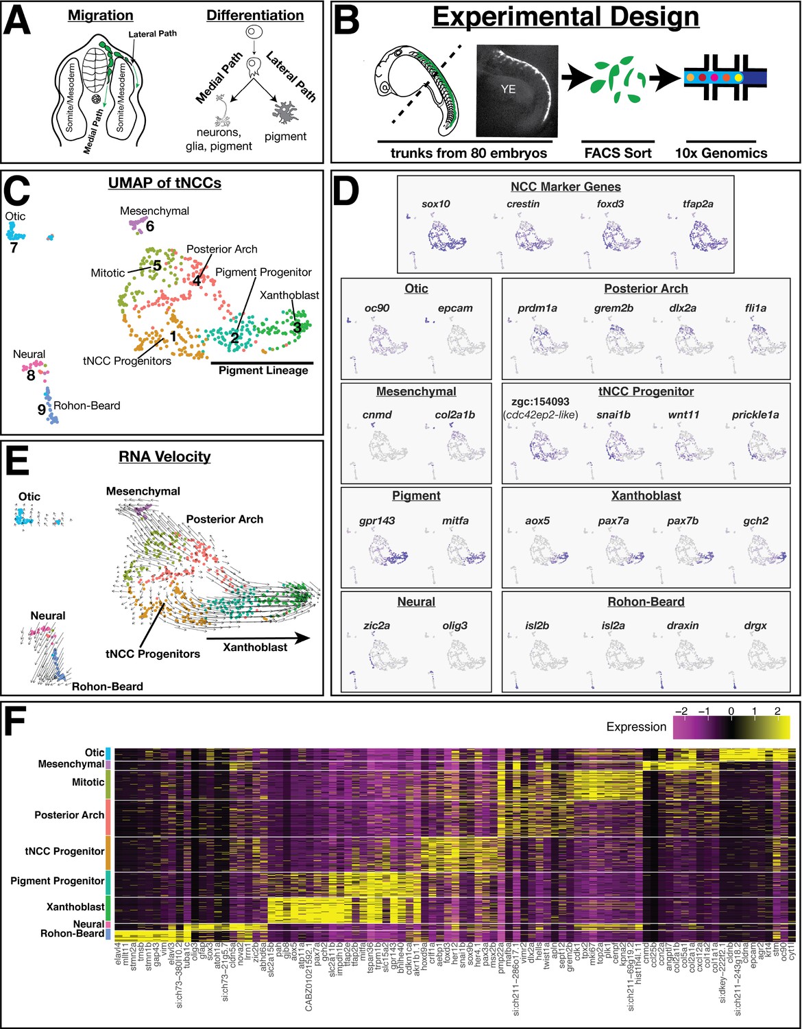 Single Cell Rna Analysis Identifies Pre Migratory Neural Crest Cells