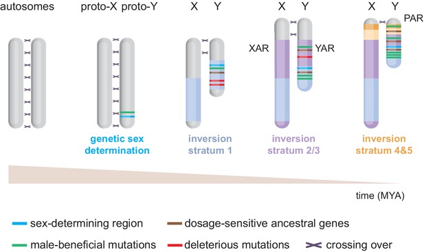 Y Chromosome Functions In Mammalian Spermatogenesis Elife
