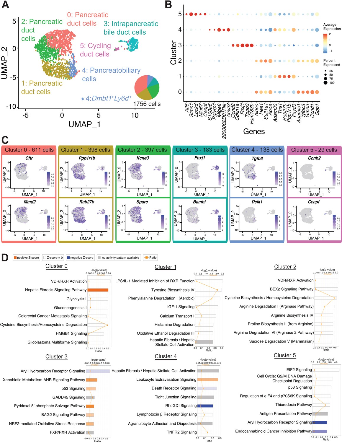 Single Cell Transcriptome Analysis Defines Heterogeneity Of The Murine