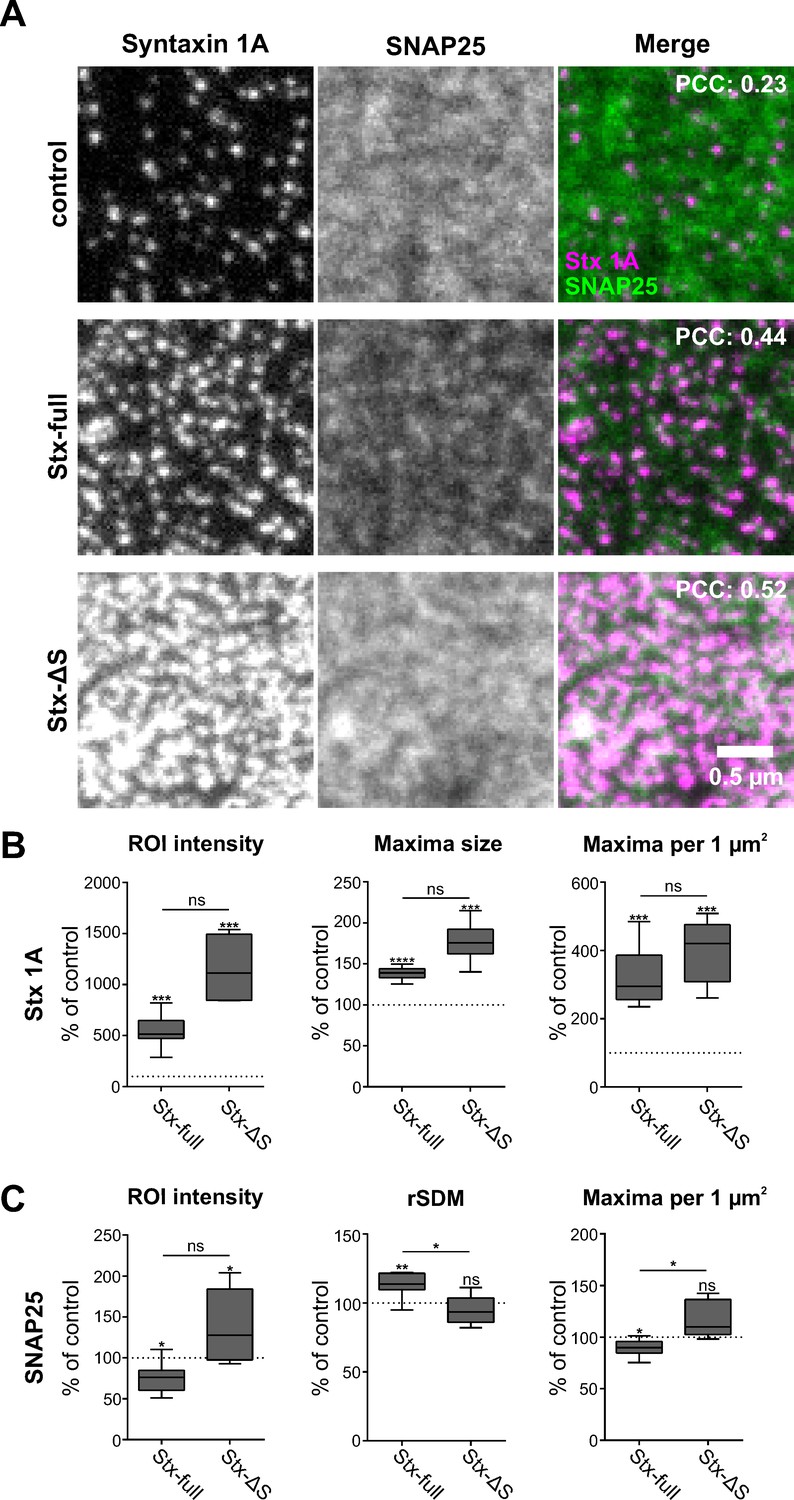 The Mesoscale Organization Of Syntaxin 1a And Snap25 Is Determined By