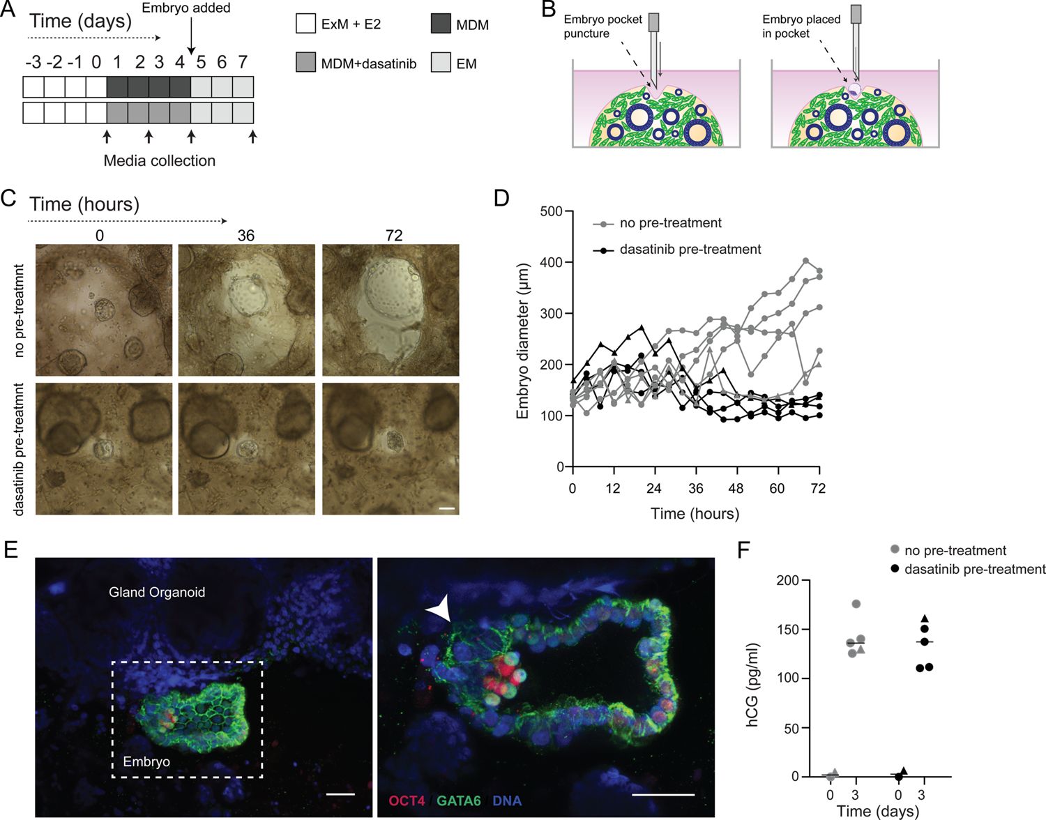 Modelling the impact of decidual senescence on embryo implantation in ...