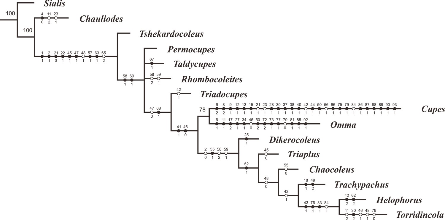 Figures And Data In Early Evolution Of Beetles Regulated By The End Permian Deforestation Elife
