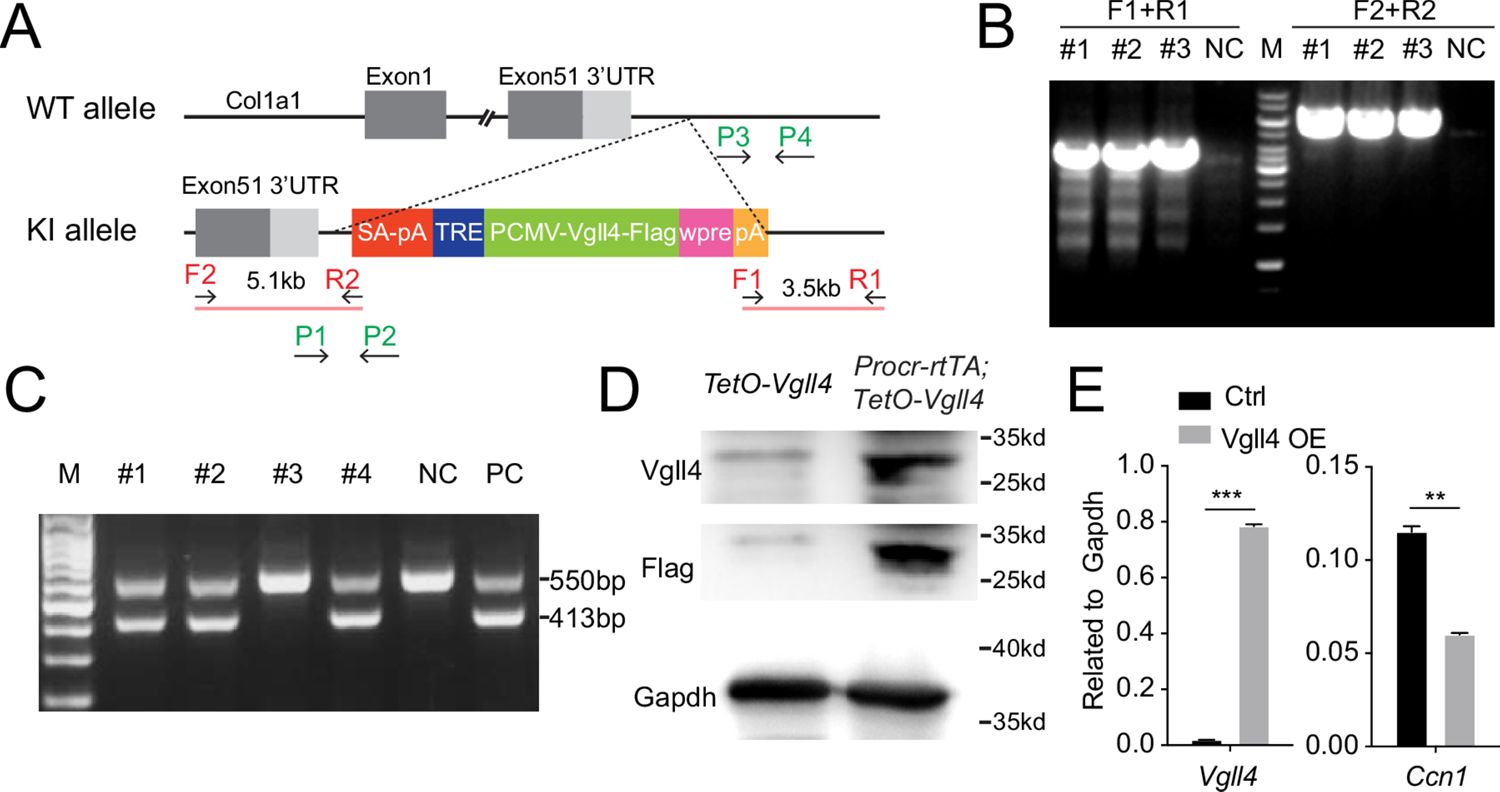 Figures and data in Selective YAP activation in Procr cells is ...