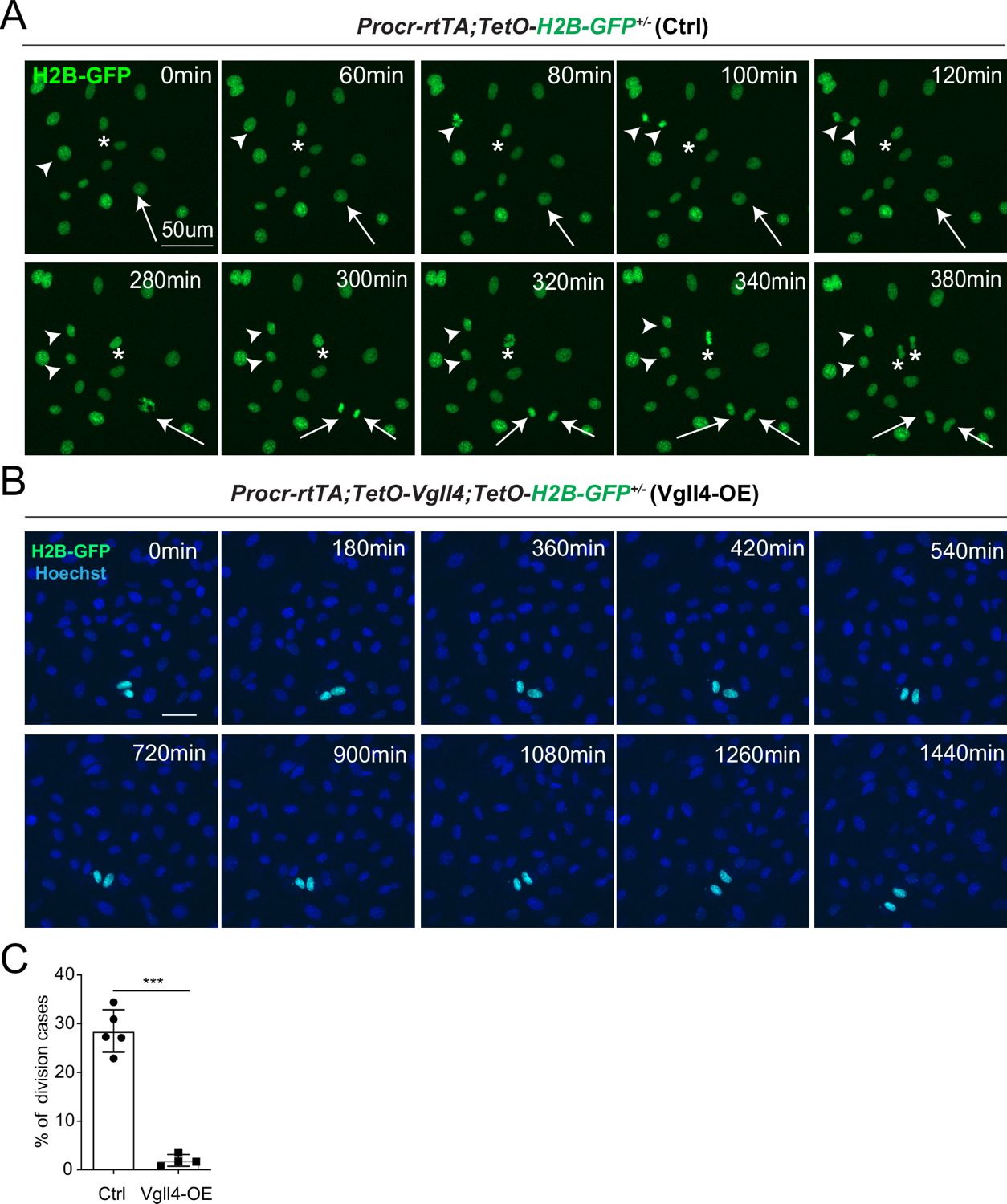 Figures and data in Selective YAP activation in Procr cells is ...