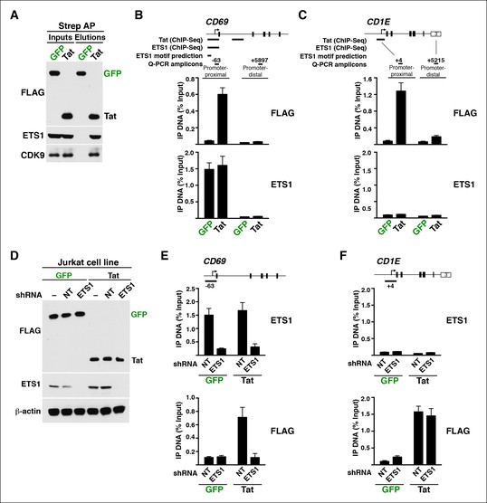 HIV Tat controls RNA Polymerase II and the epigenetic landscape to ... HIV Tat controls RNA Polymerase II and the epigenetic landscape to ...