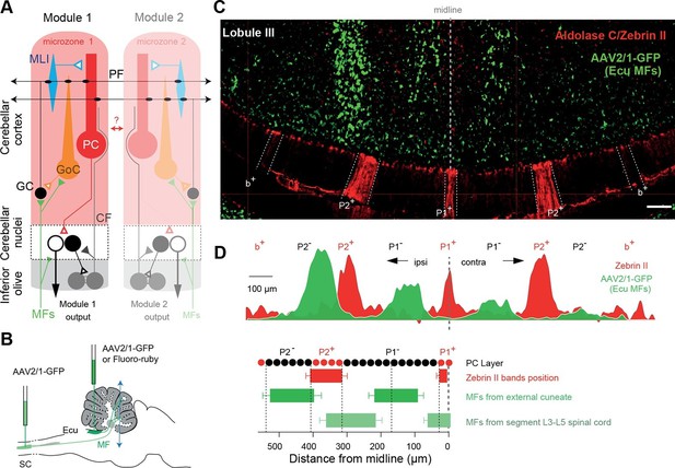 Figures And Data In Stereotyped Spatial Patterns Of Functional Synaptic