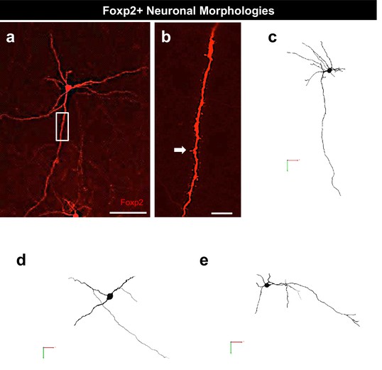 Figures And Data In Embryonic Transcription Factor Expression In Mice