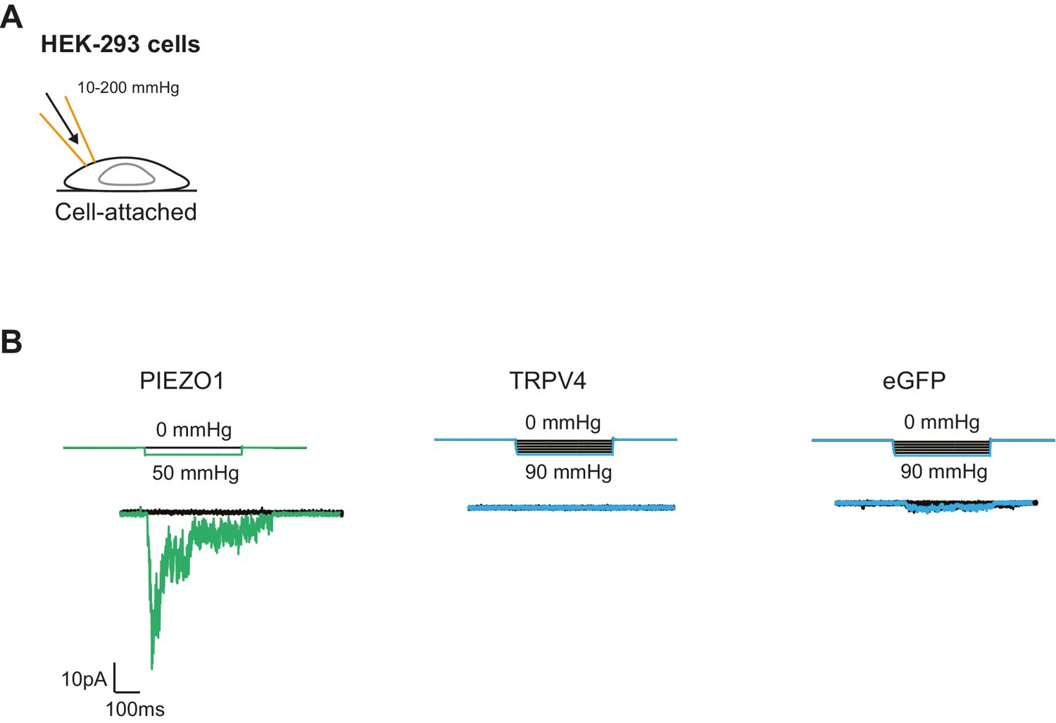 Figures and data in Direct measurement of TRPV4 and PIEZO1 activity ...