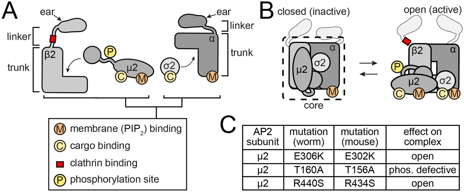 Figures And Data In Necaps Are Negative Regulators Of The Ap2 Clathrin