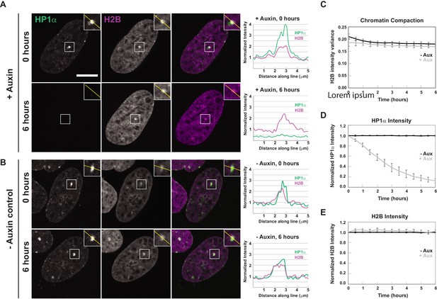Figures And Data In Hp1α Is A Chromatin Crosslinker That Controls