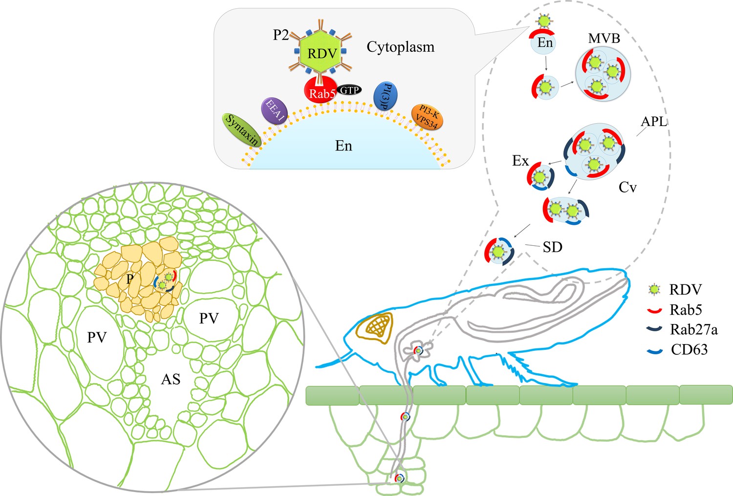 Figures And Data In Exosomes Mediate Horizontal Transmission Of Viral