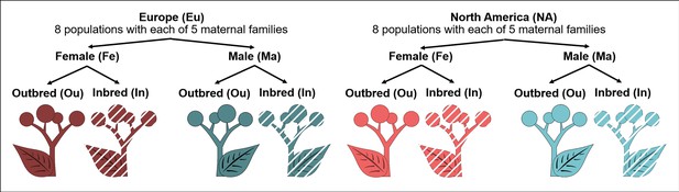 Figures And Data In Inbreeding In A Dioecious Plant Has Sex And