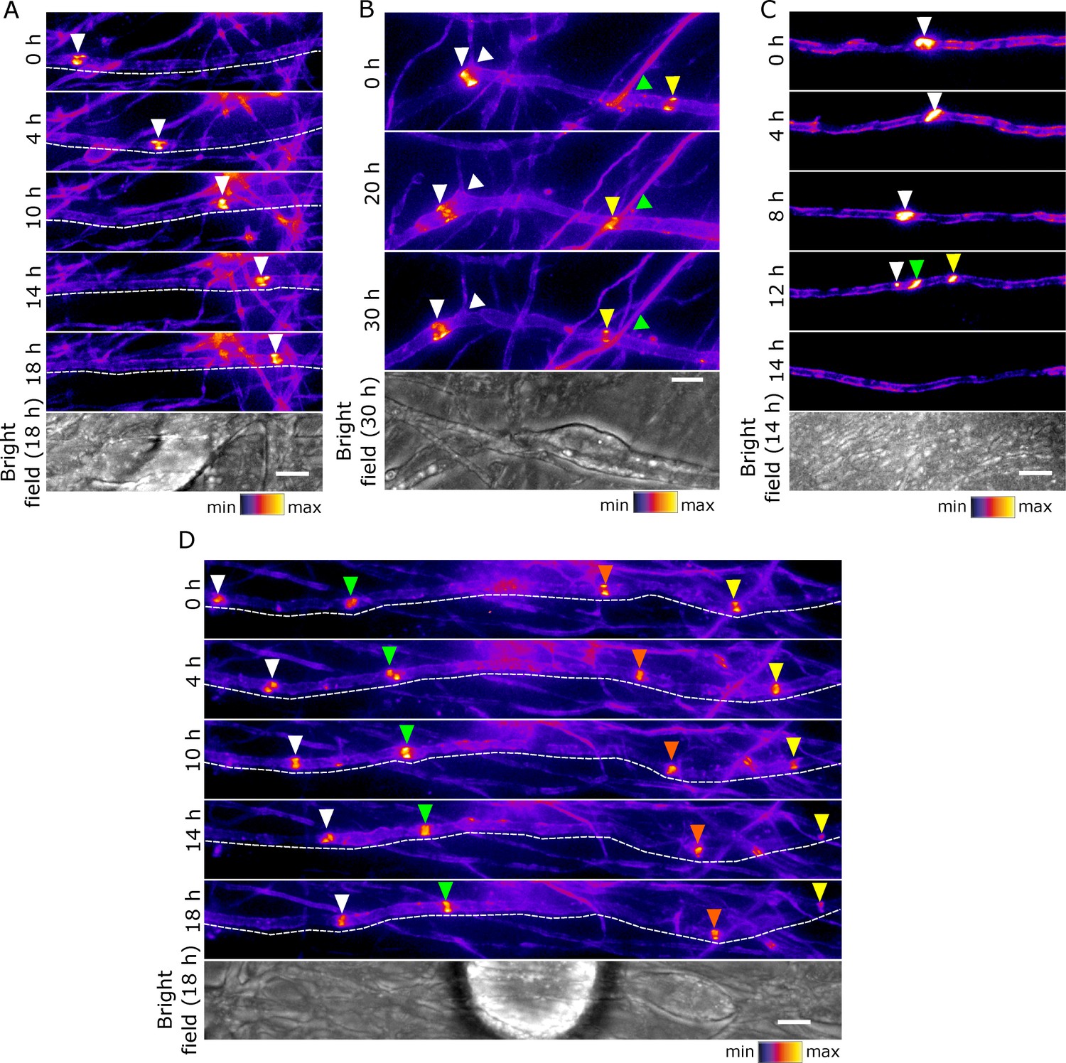 Figures And Data In Dynamic Early Clusters Of Nodal Proteins Contribute To Node Of Ranvier