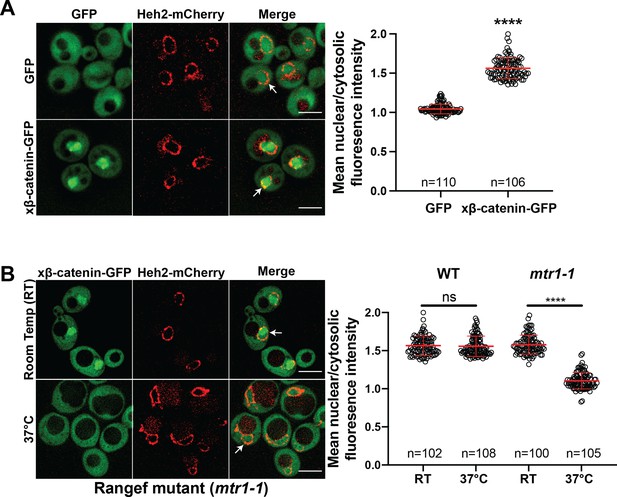 Kap β2 Transportin Mediates β Catenin Nuclear Transport In Wnt