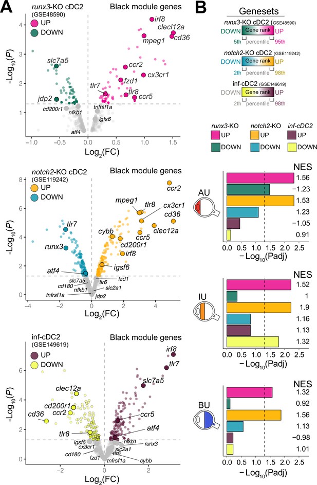 Transcriptome Network Analysis Implicates Cx3cr1 Positive Type 3 Dendritic Cells In Non