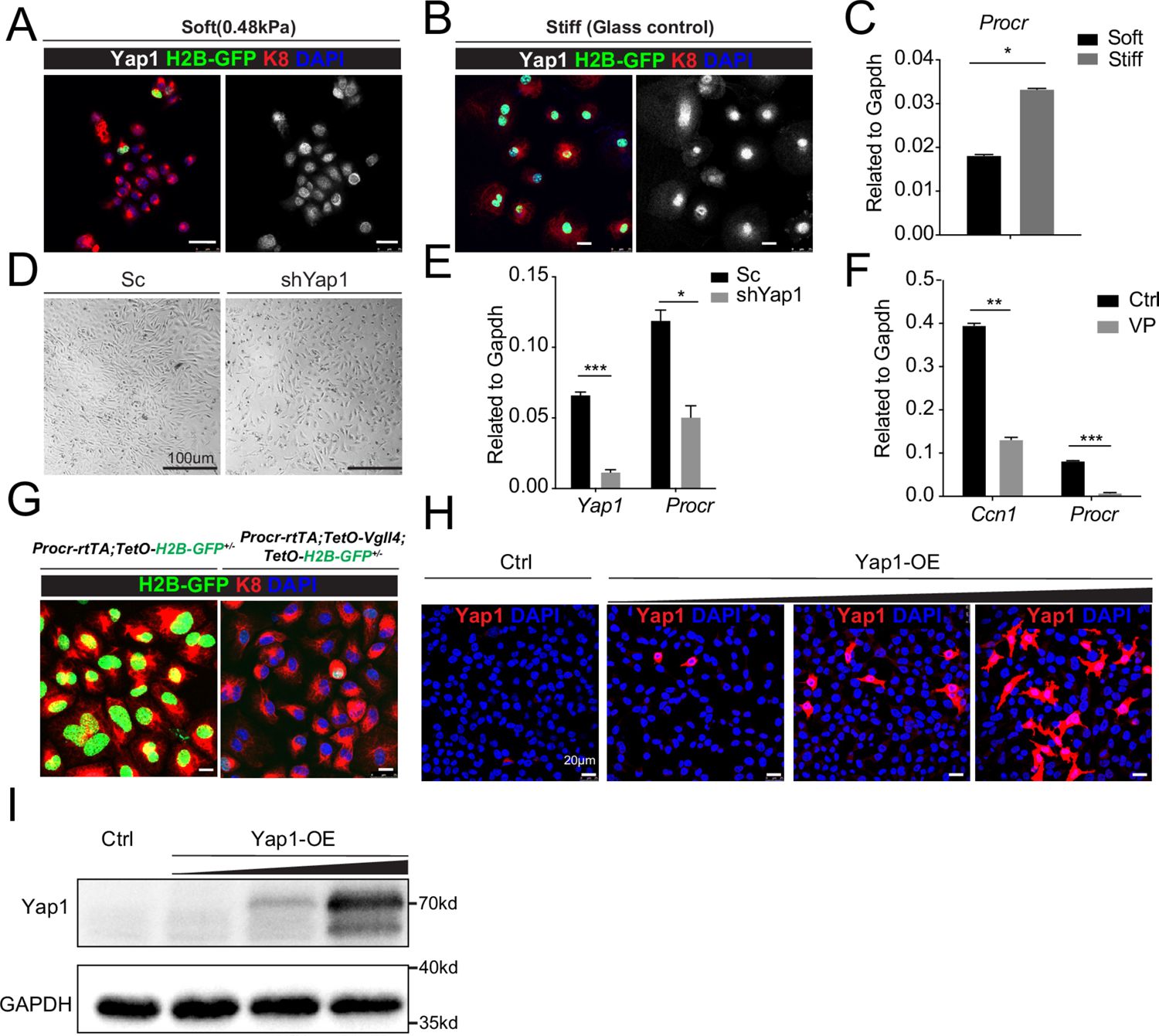 Figures and data in Selective YAP activation in Procr cells is ...