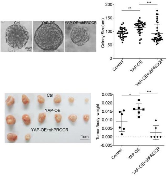 Selective YAP activation in Procr cells is essential for ovarian stem ...