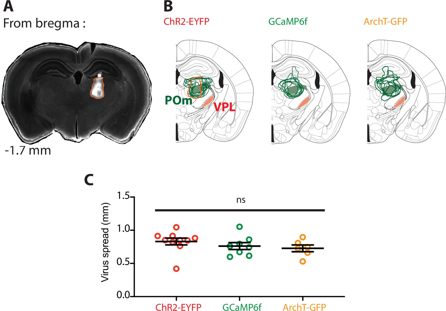 Figures And Data In The Role Of Higher Order Thalamus During Learning And Correct Performance In