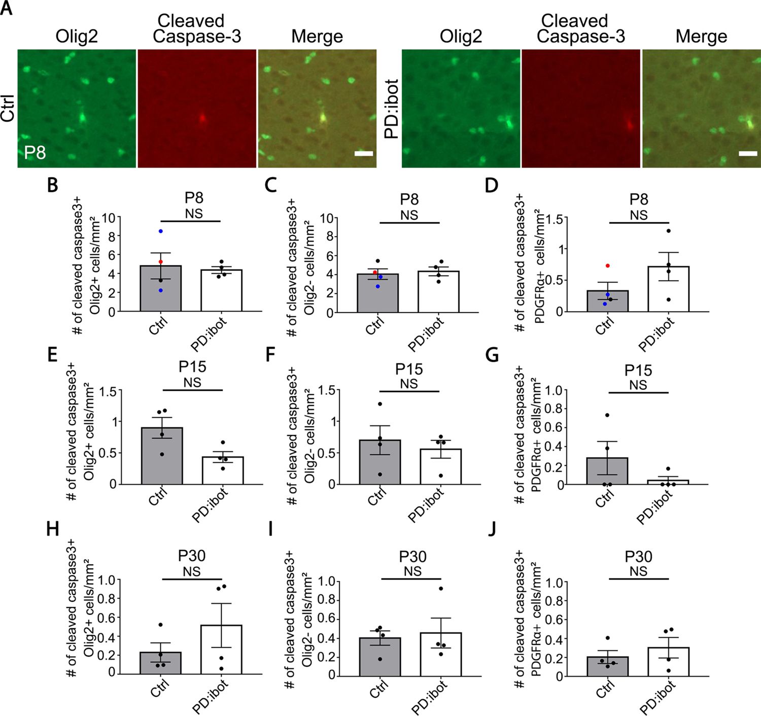 Figures and data in Oligodendrocyte-lineage cell exocytosis and L-type ...