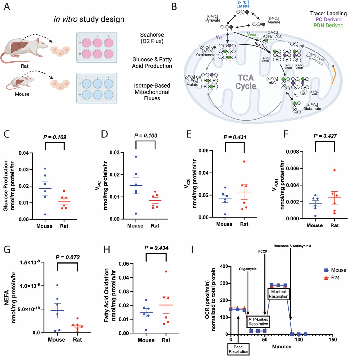 Gene And Protein Expression And Metabolic Flux Analysis Reveals