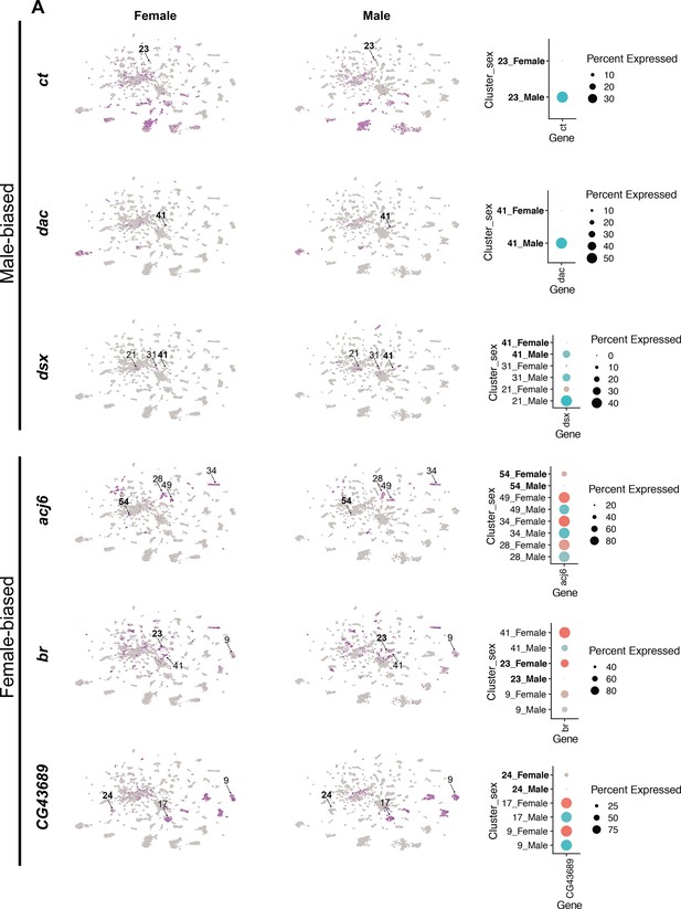 Single Cell Transcriptome Profiles Of Drosophila Fruitless Expressing