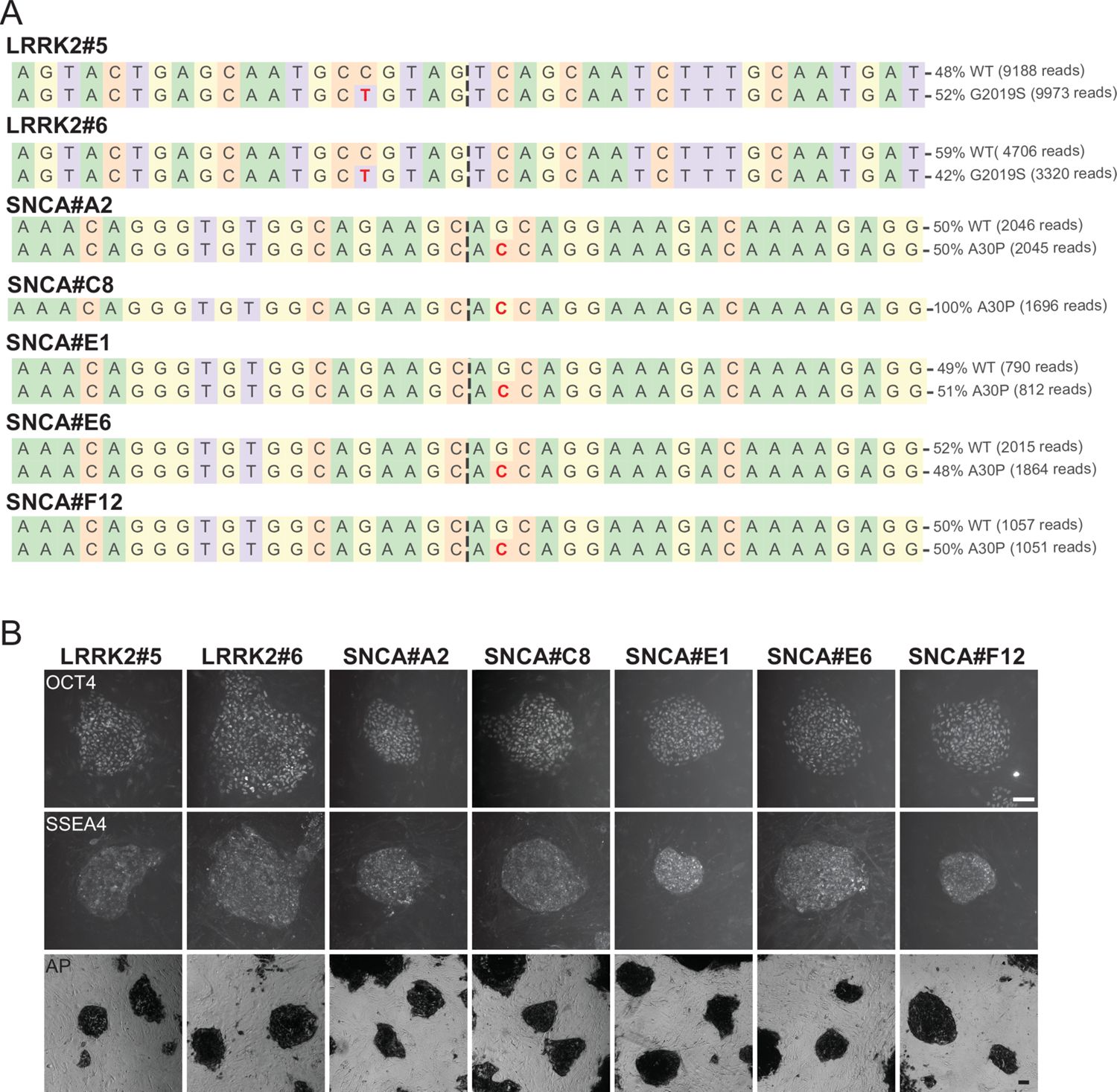 Figures and data in Highly efficient generation of isogenic pluripotent ...