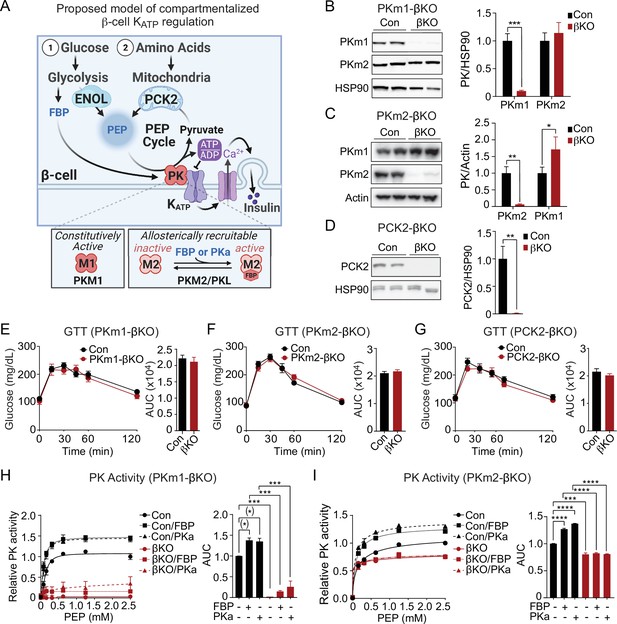 β Cell Deletion Of The Pkm1 And Pkm2 Isoforms Of Pyruvate Kinase In