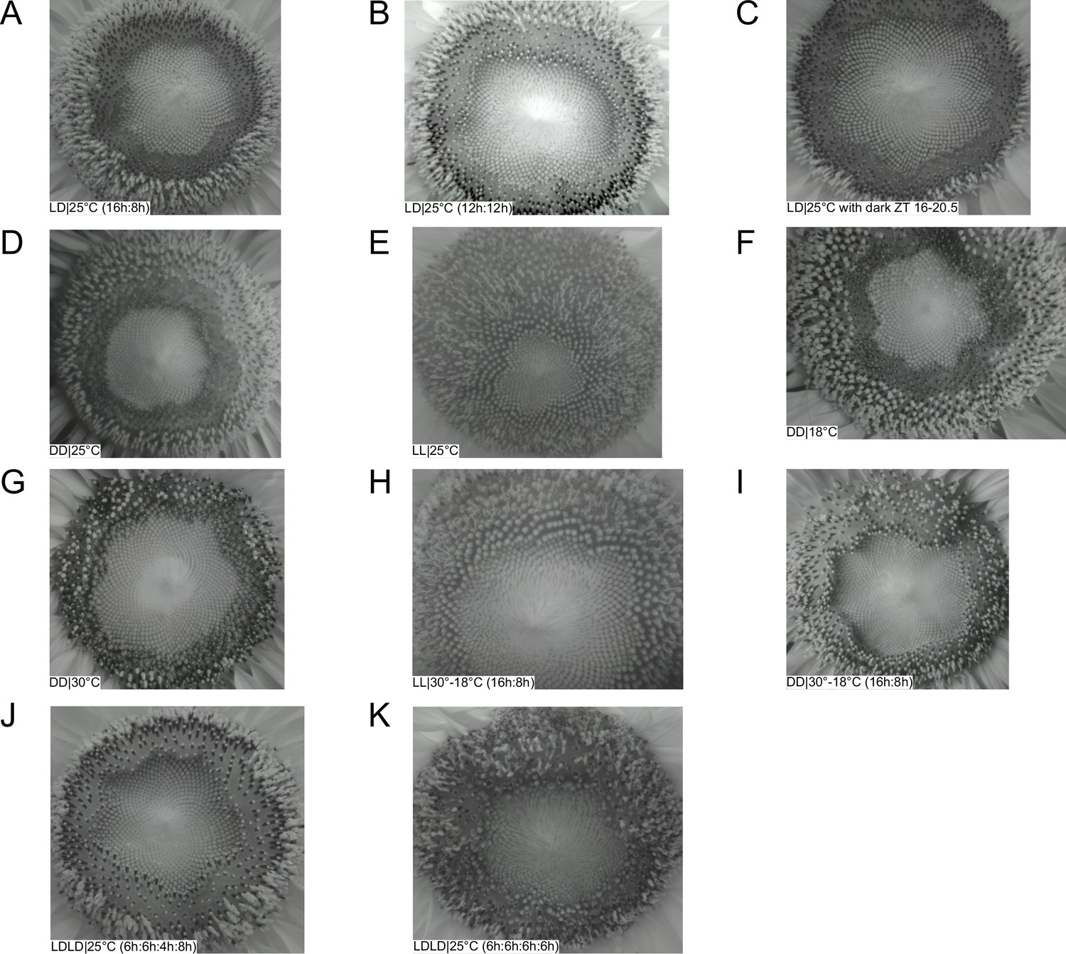 Figures And Data In The Circadian Clock Controls Temporal And Spatial