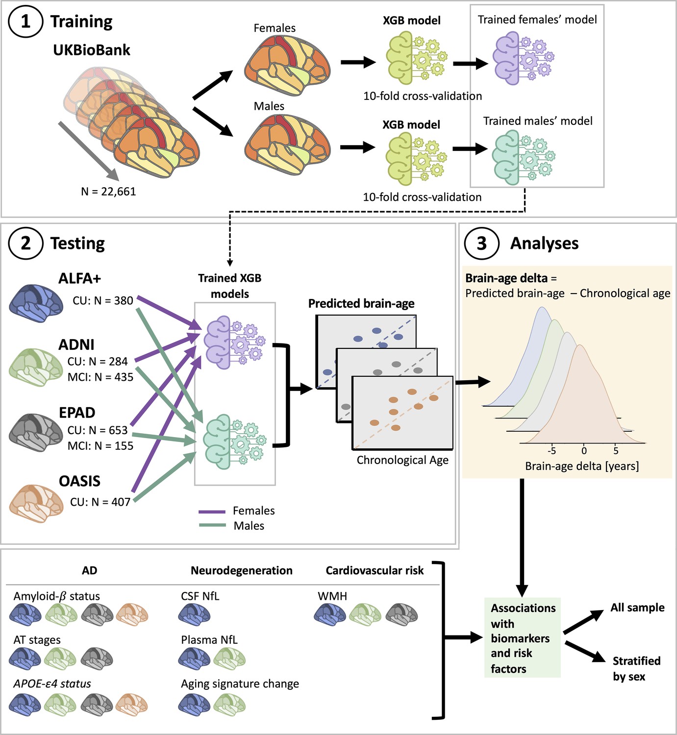 Biological Brain Age Prediction Using Machine Learning On Structural