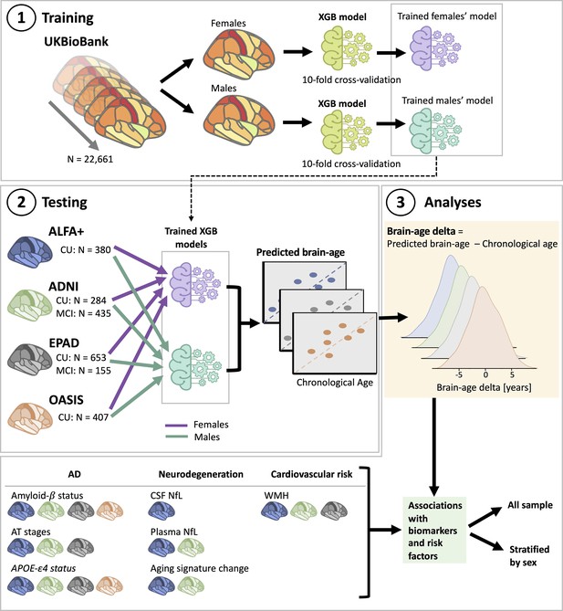 Biological Brain Age Prediction Using Machine Learning On Structural
