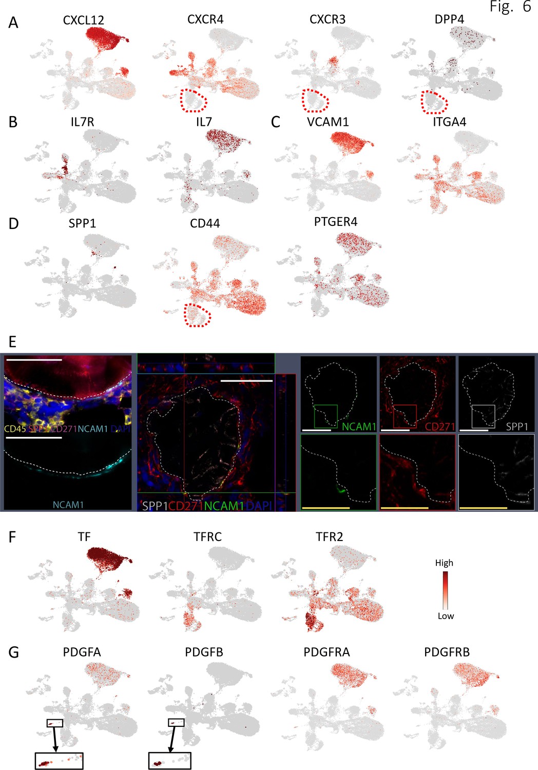 Identification Of Phenotypically Functionally And Anatomically