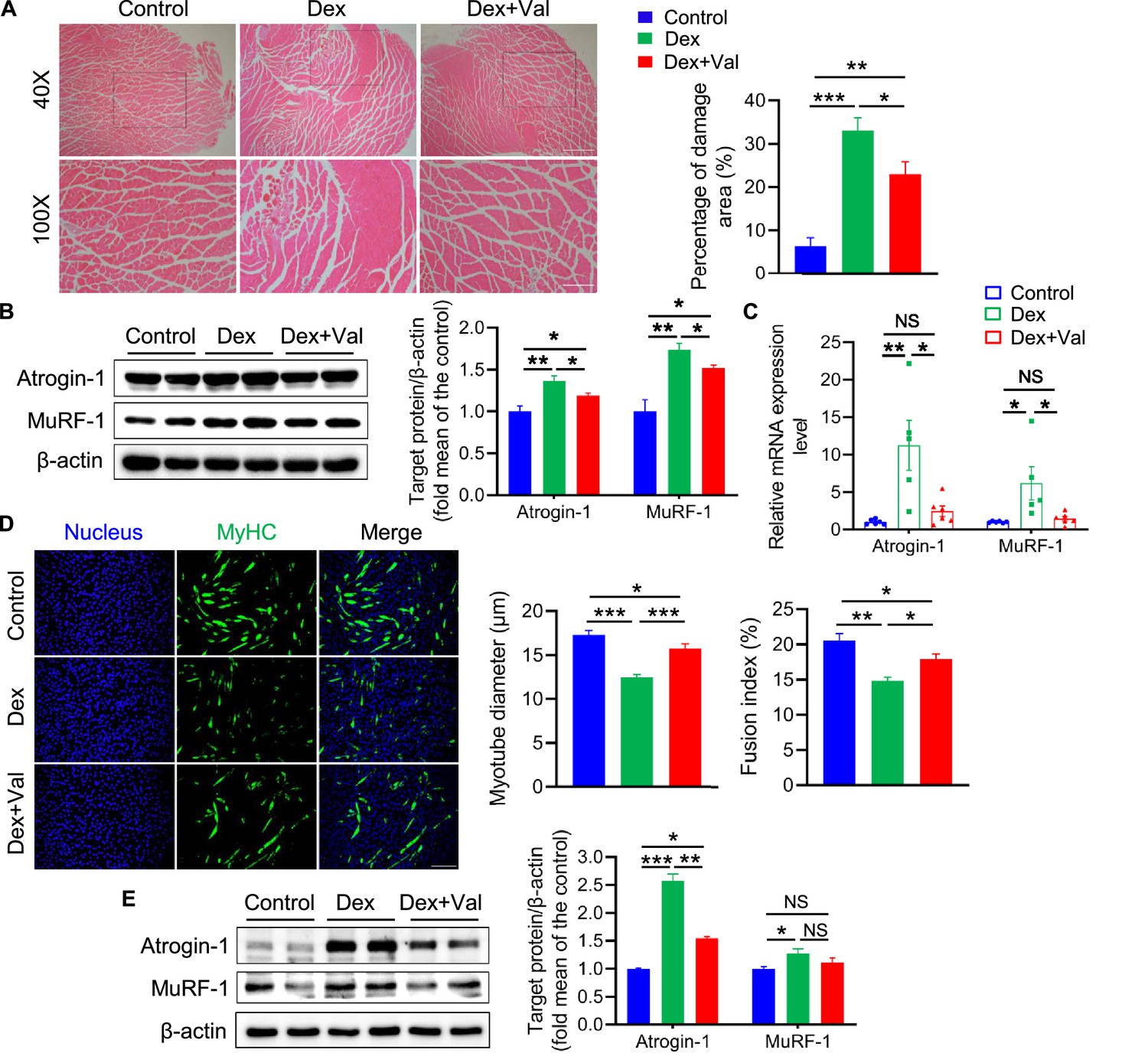 Fecal transplant from myostatin deletion pigs positively Fecal transplant from myostatin deletion pigs positively