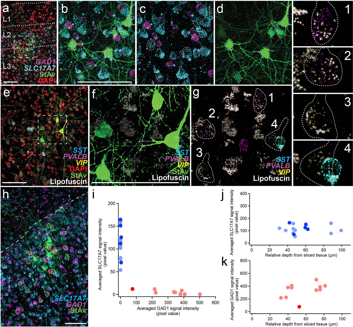 Figures And Data In Target Cell Specific Synaptic Dynamics Of
