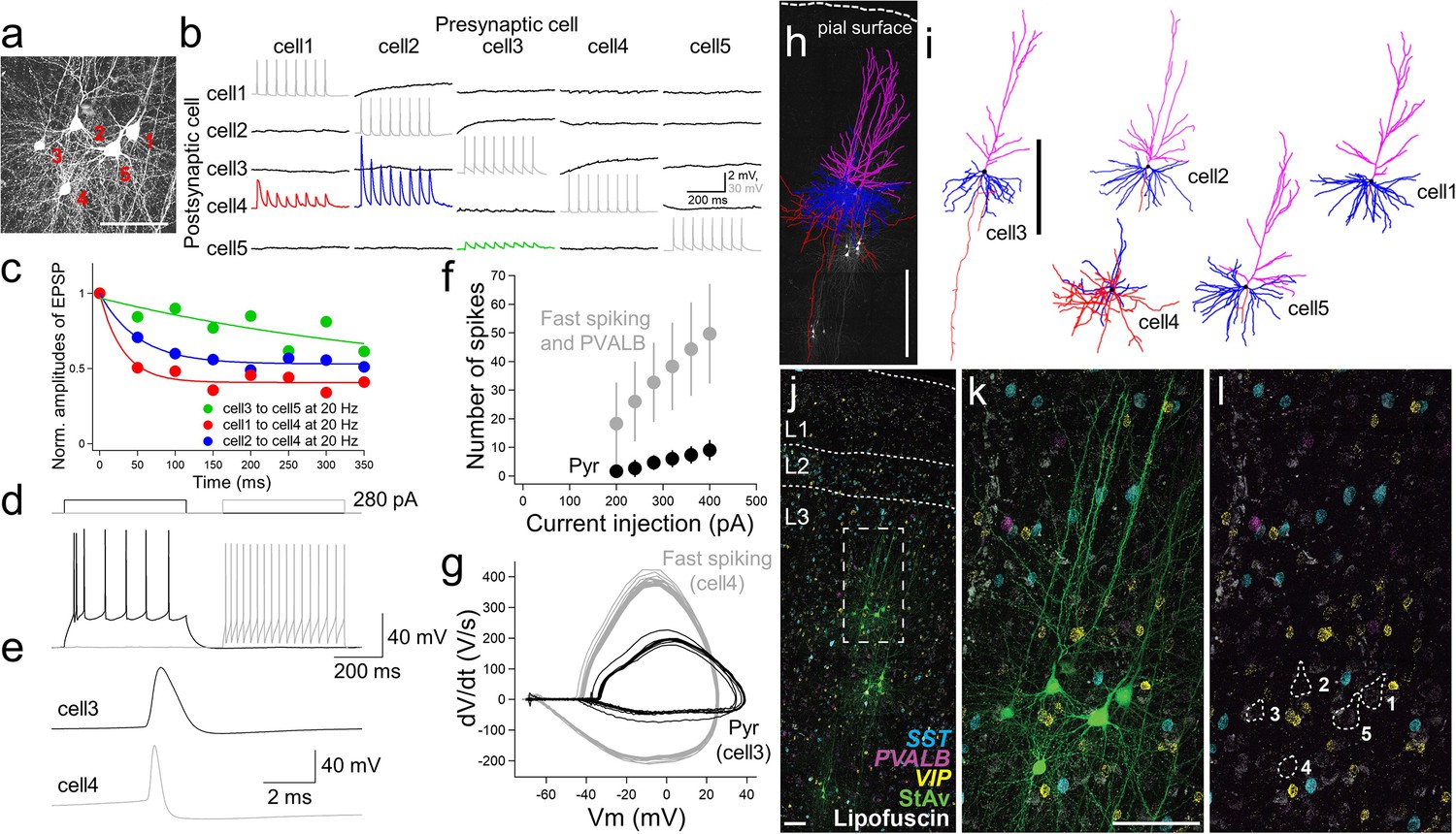 Target Cell Specific Synaptic Dynamics Of Excitatory To Inhibitory