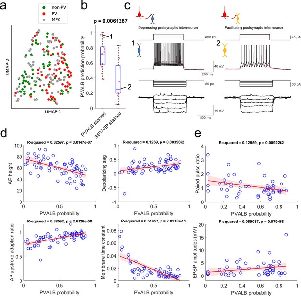 Target Cell Specific Synaptic Dynamics Of Excitatory To Inhibitory