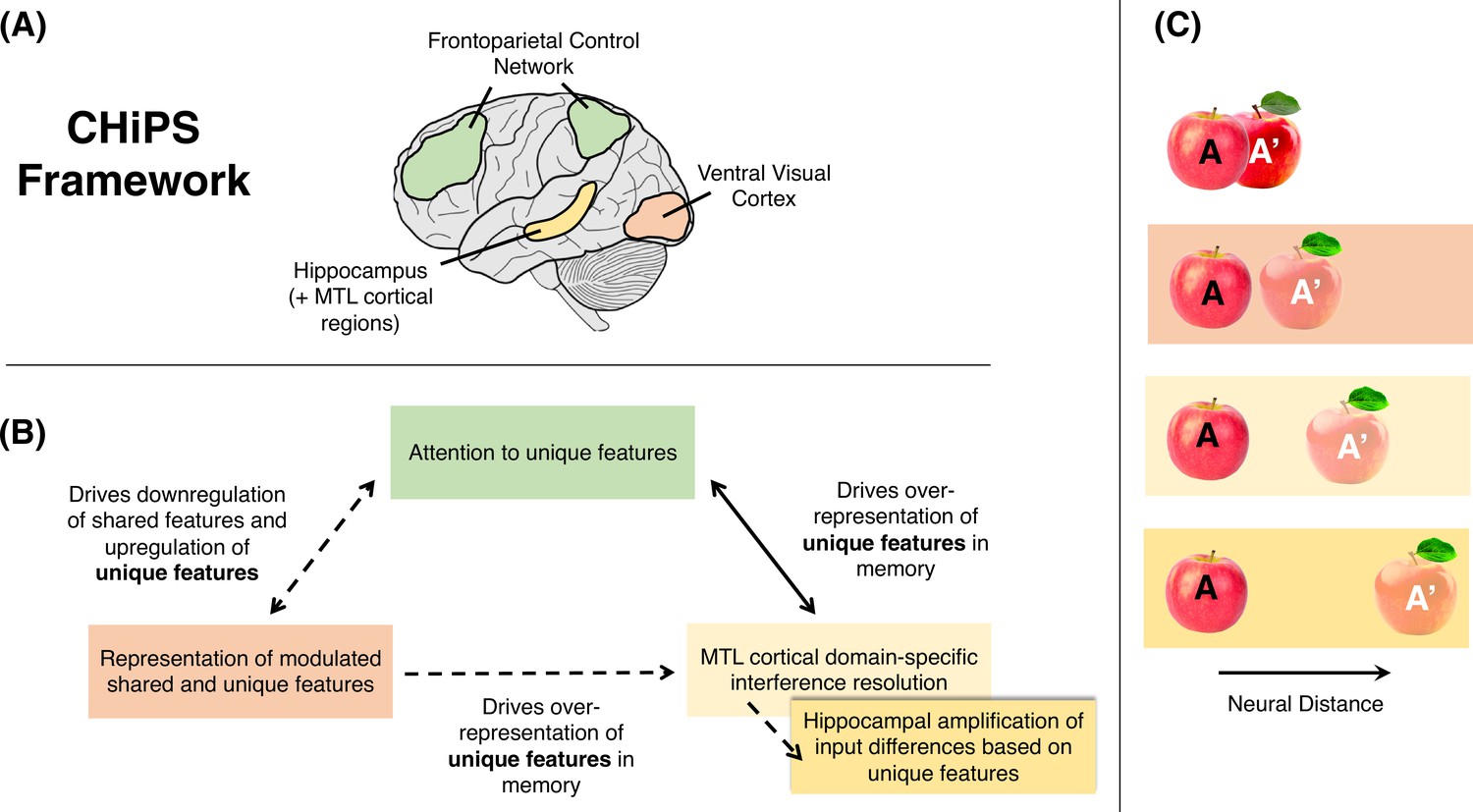 Extra Hippocampal Contributions To Pattern Separation Elife