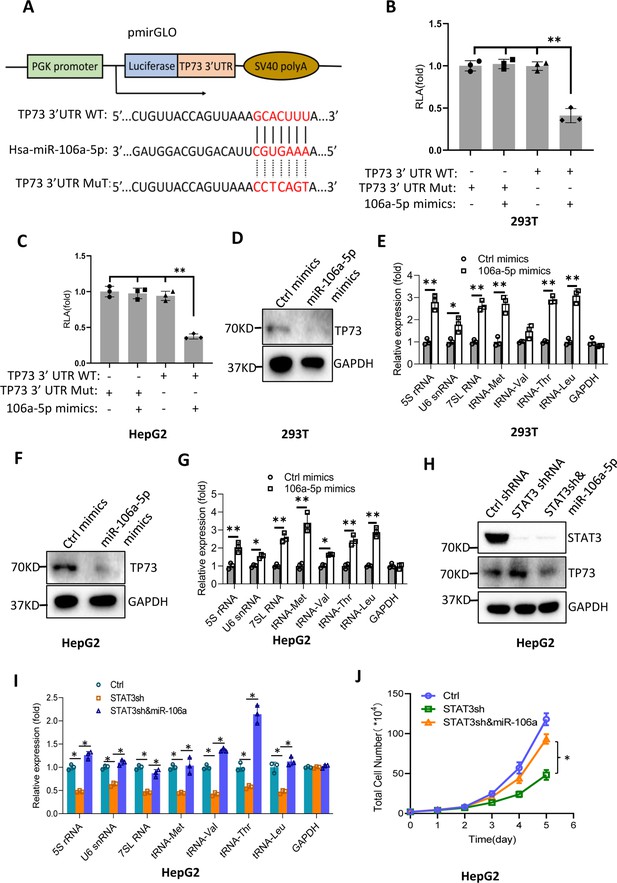 Stat3 Promotes Rna Polymerase Iii Directed Transcription By Controlling