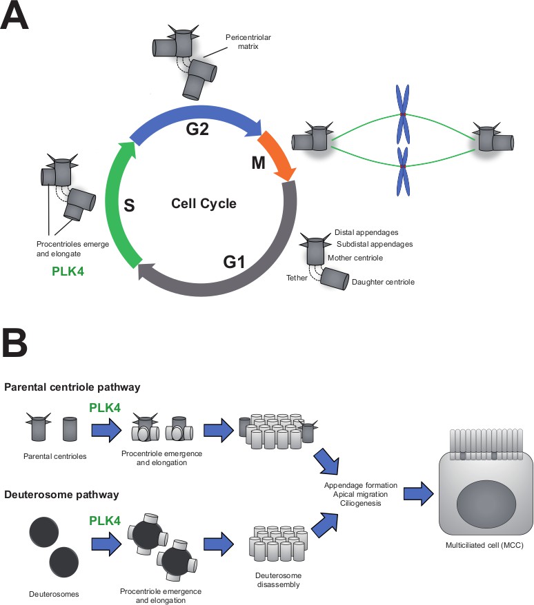 Centrioles One Master To Rule Them All Elife
