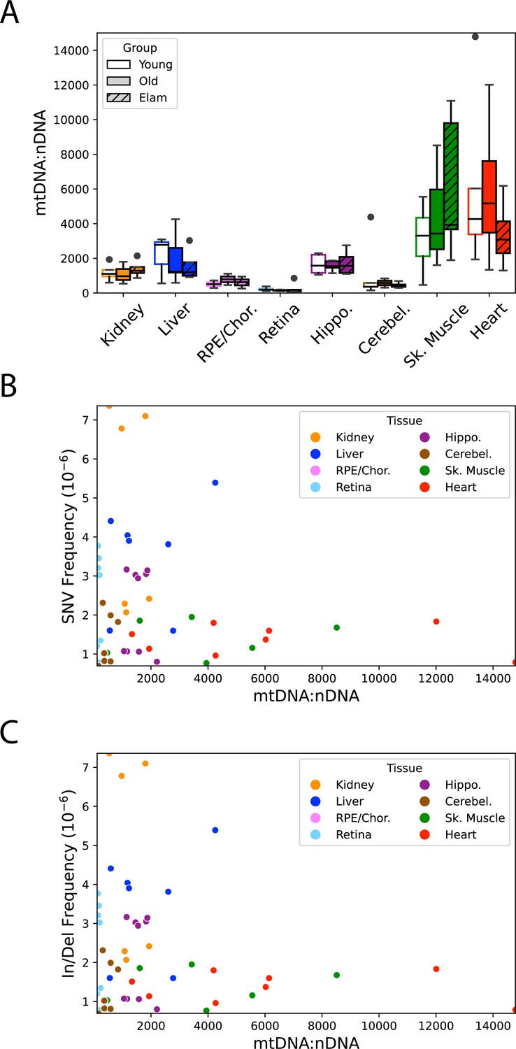 Figures And Data In The Multi Tissue Landscape Of Somatic Mtdna