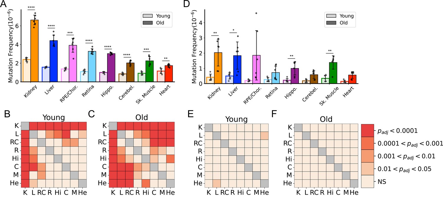 The Multi Tissue Landscape Of Somatic Mtdna Mutations Indicates Tissue